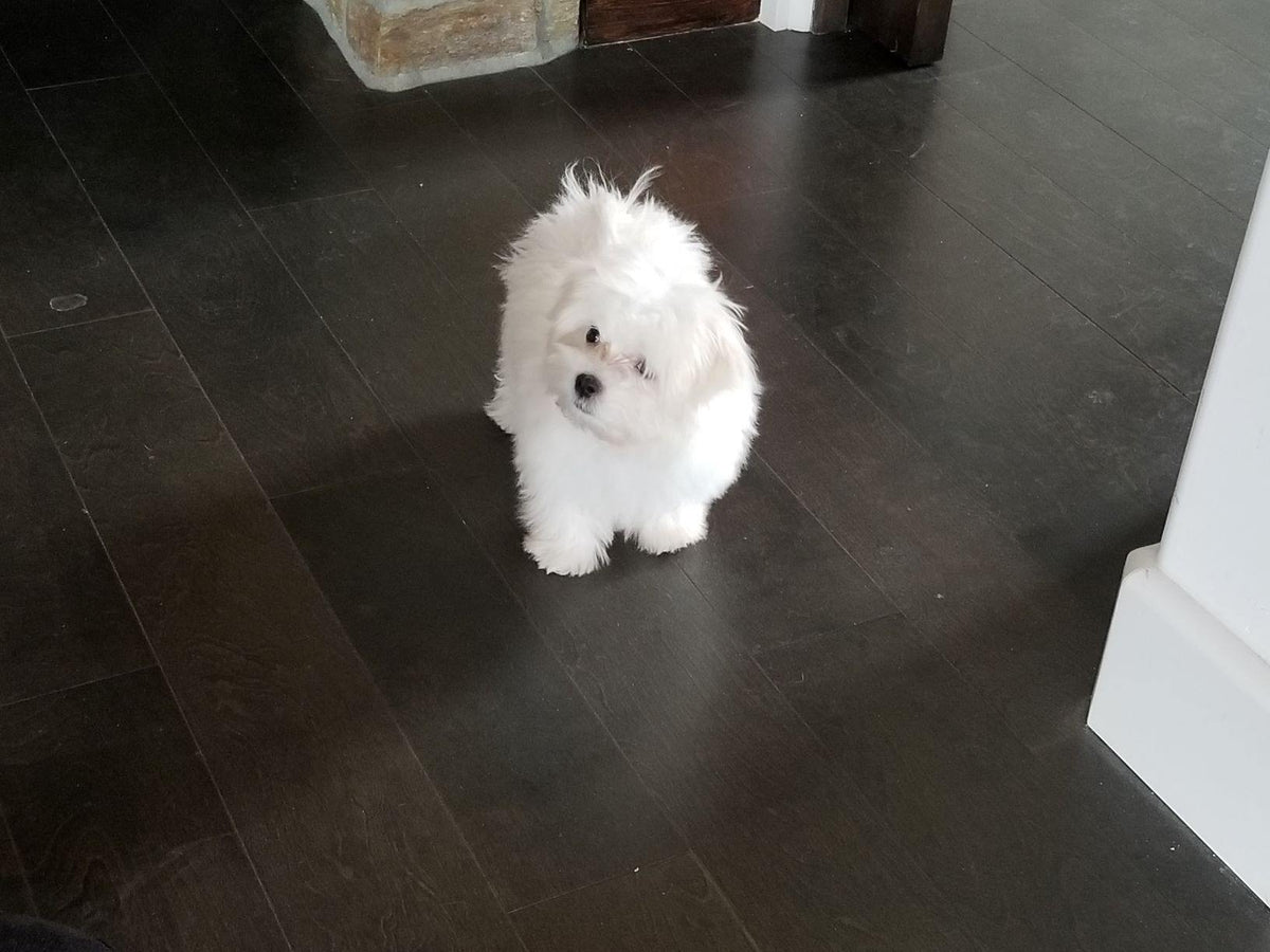 Meet Sherman | Peabody Gallery